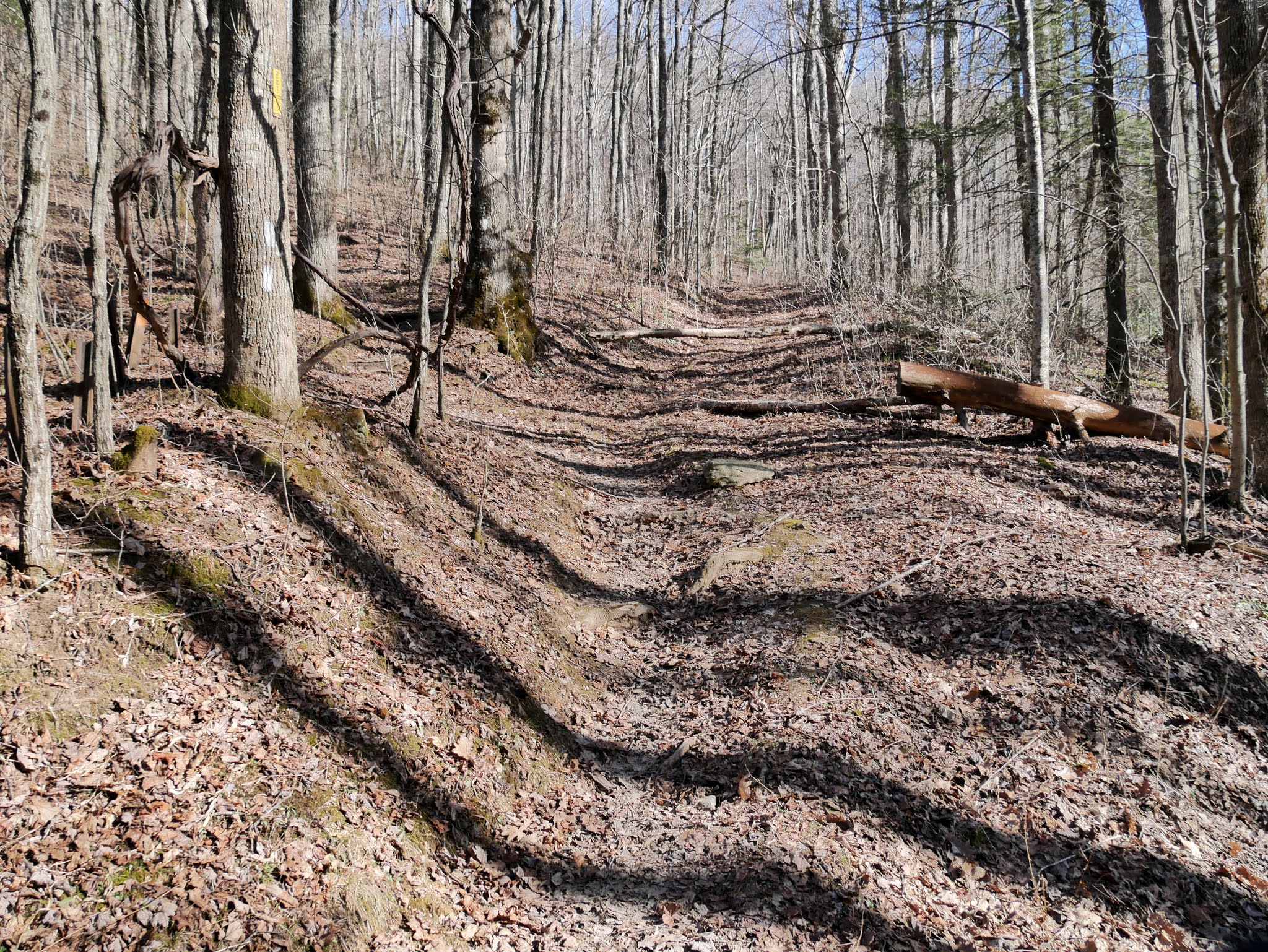American Travel Journal: Brown Gap to Max Patch Road - Appalachian Trail