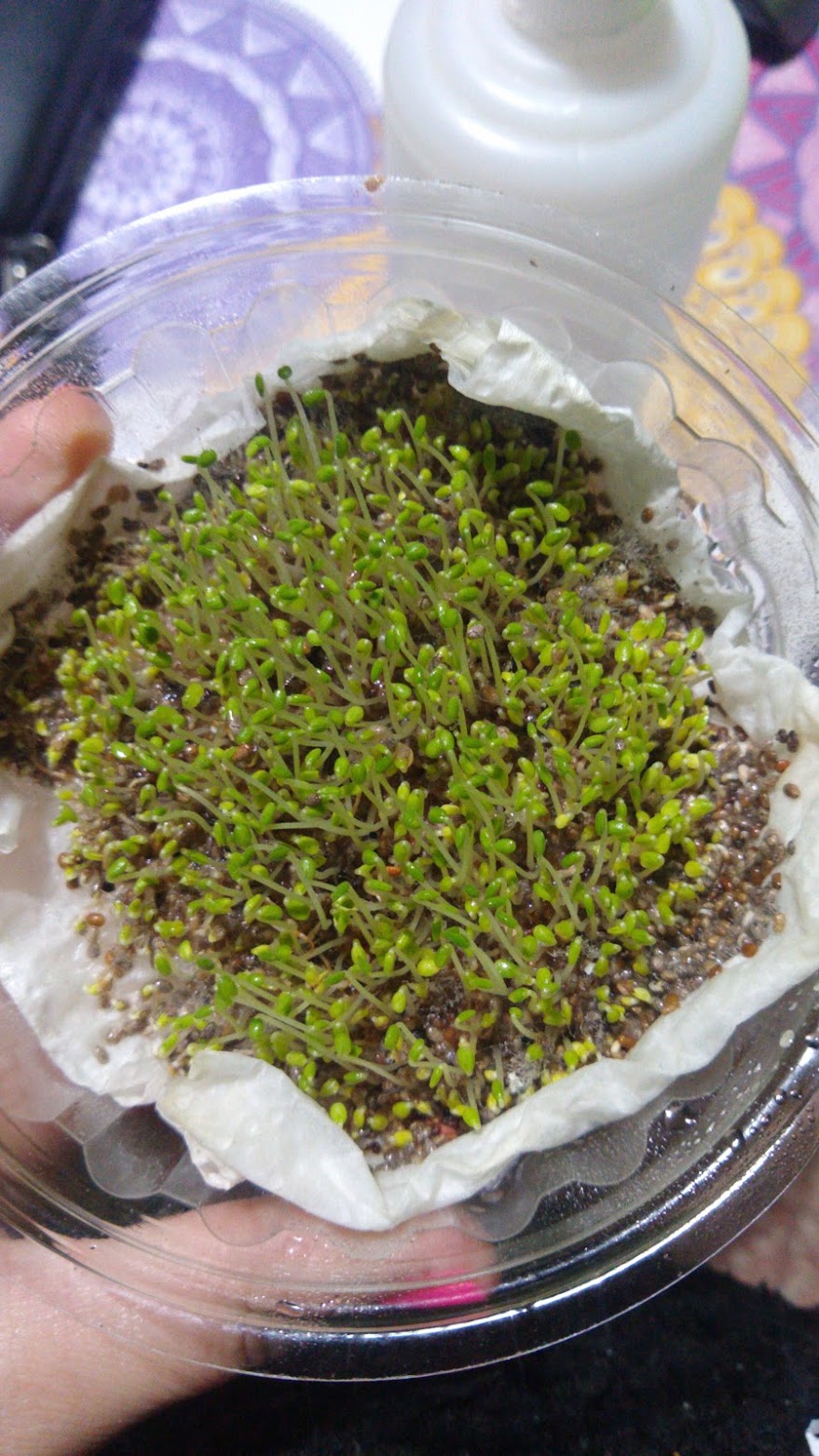 Brote o germinado de Semillas de chia