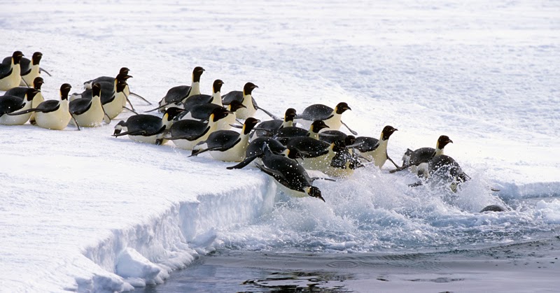 Wandering Wonderkid: Emperor penguin migration