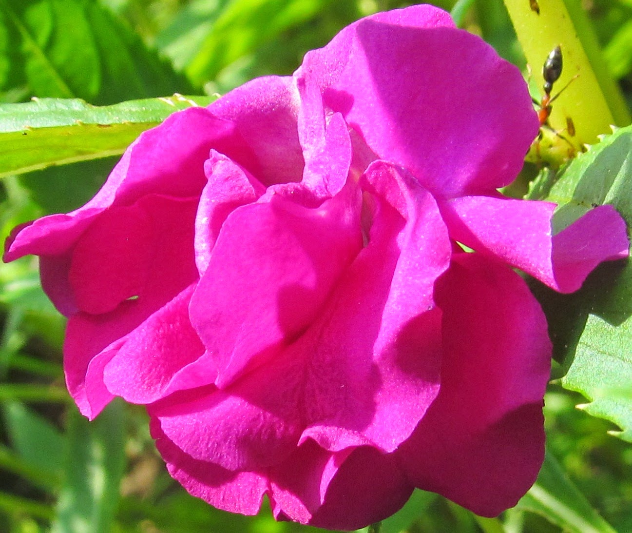 NATURAL & UNIQUE PHOTOGRAPHY: BUTTER FLY ON BALSAM FLOWER OR TEERA ...