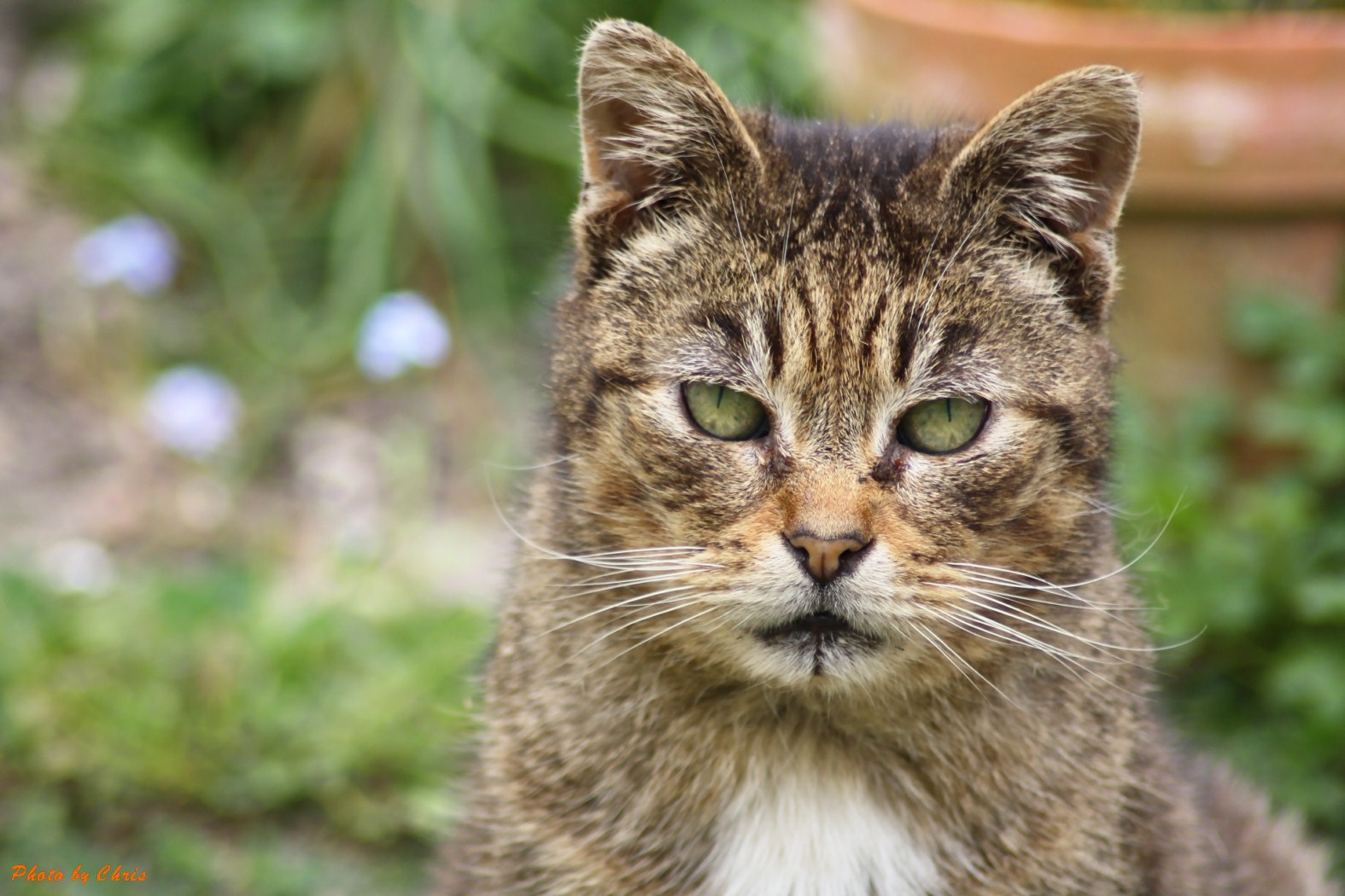 LA GALERIE: Chat européen.
