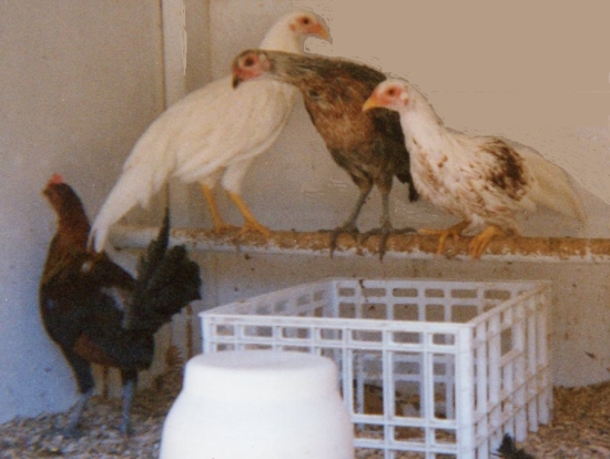 For the Love of Chickens: Comparison Chart for Chicken VS. Human Ages