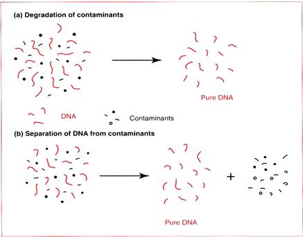 [Purification of DNA from Living Cells] Total cell DNA의 분리 - 2부