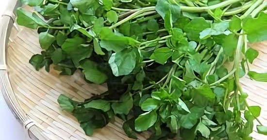 Salada Air Punya Manfaat Untuk Kesehatan - Oleh Mang Cocon - HIDUP ...