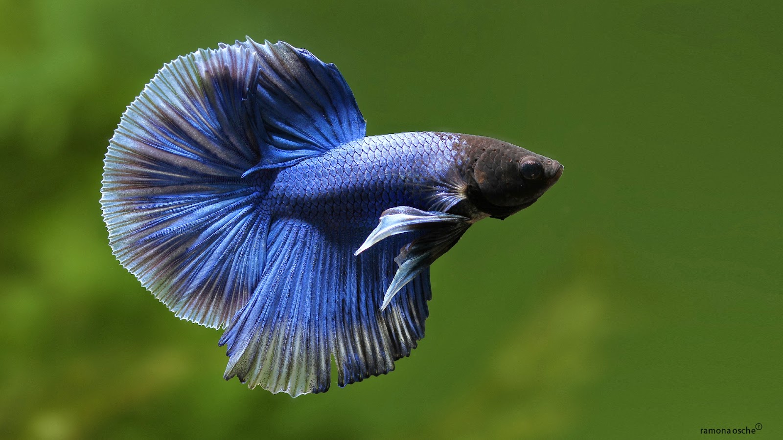 Cá Betta - Xiêm Đá - Sinh Vật Cảnh Việt Nam