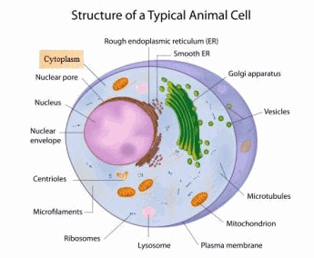 Sitoplasma: Fungsi, Struktur, dan Gambar Lengkap - BACA CODING
