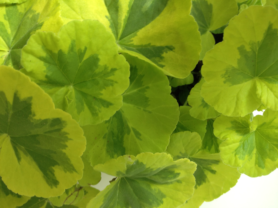 Geranium Crystal Palace : Antalya sidede hizmet vermekte olan crystal ...