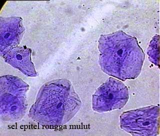 Sel Epitel Rongga Mulut - Aku, Kamu, dan Biologi
