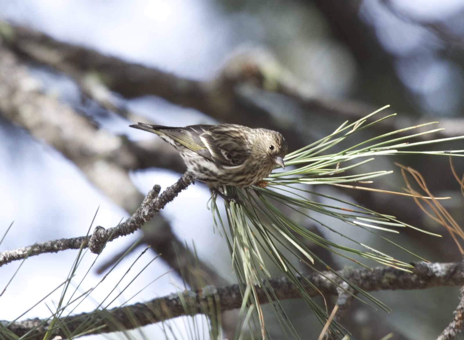 Birding Is Fun!: Saluting the Flag!