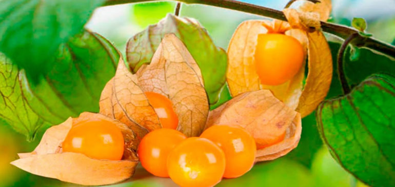 Servicios Integrales del Agro.: CÓMO CULTIVAR UCHUVA