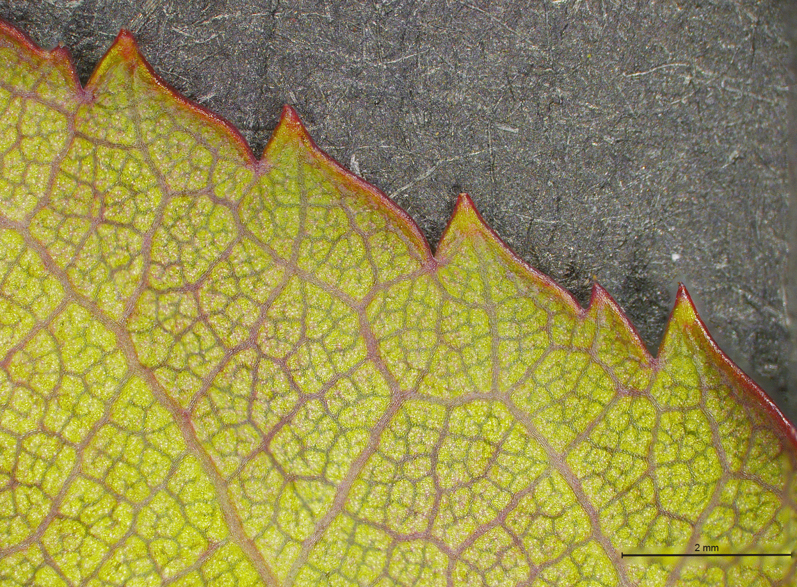 Scanning Electron Microscope Blog: Roses - More Beautiful Up Close