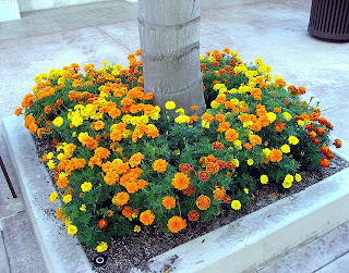 Home And Garden : Flowers in the base of trees-flowers around trees