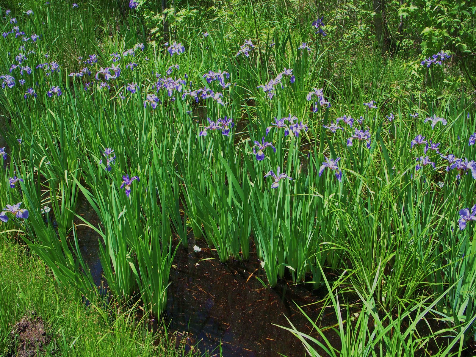 Hill Slug Chronicles: All Ride Long