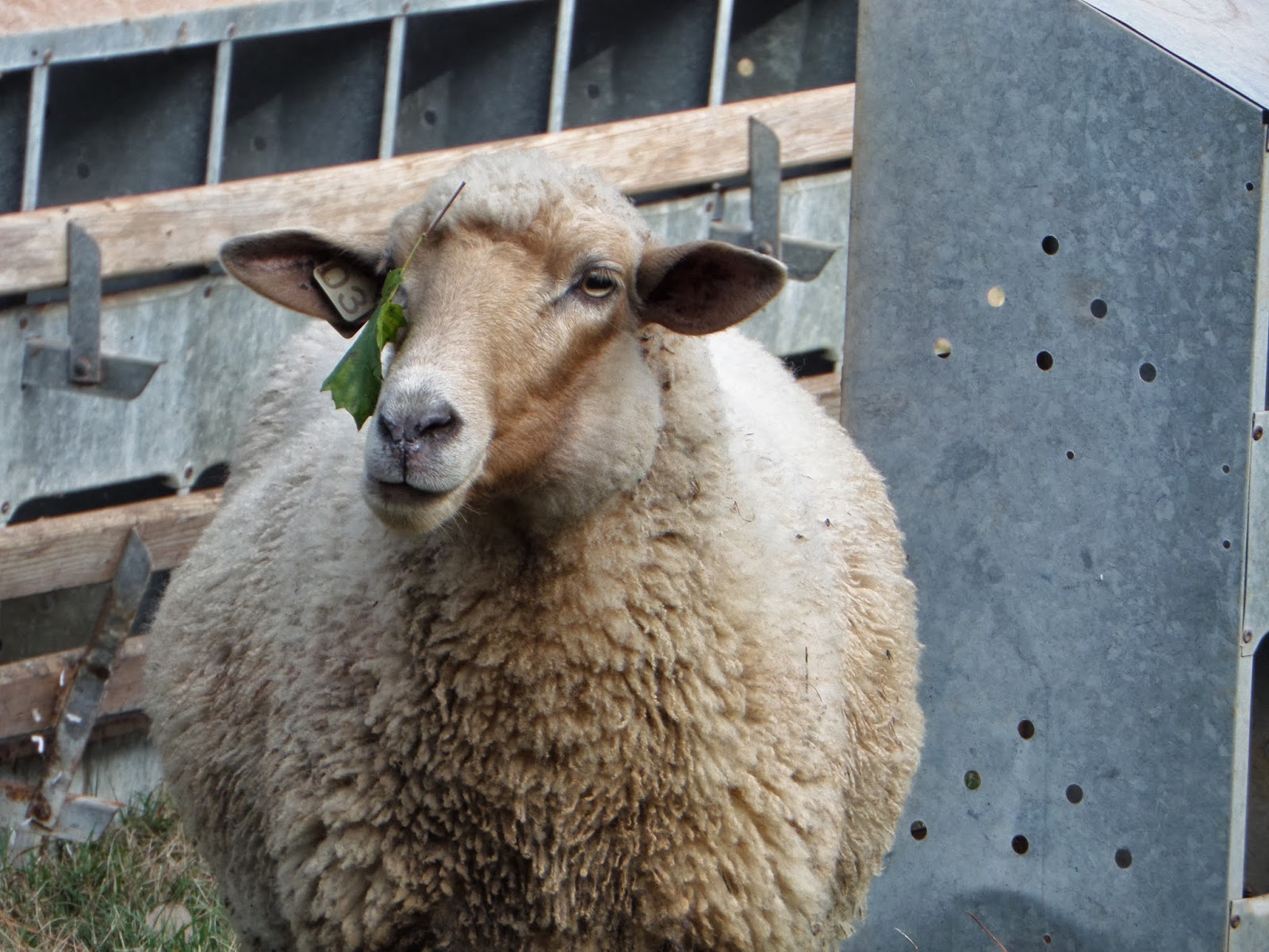 Merciful Hearts Farm: Silly Sheep