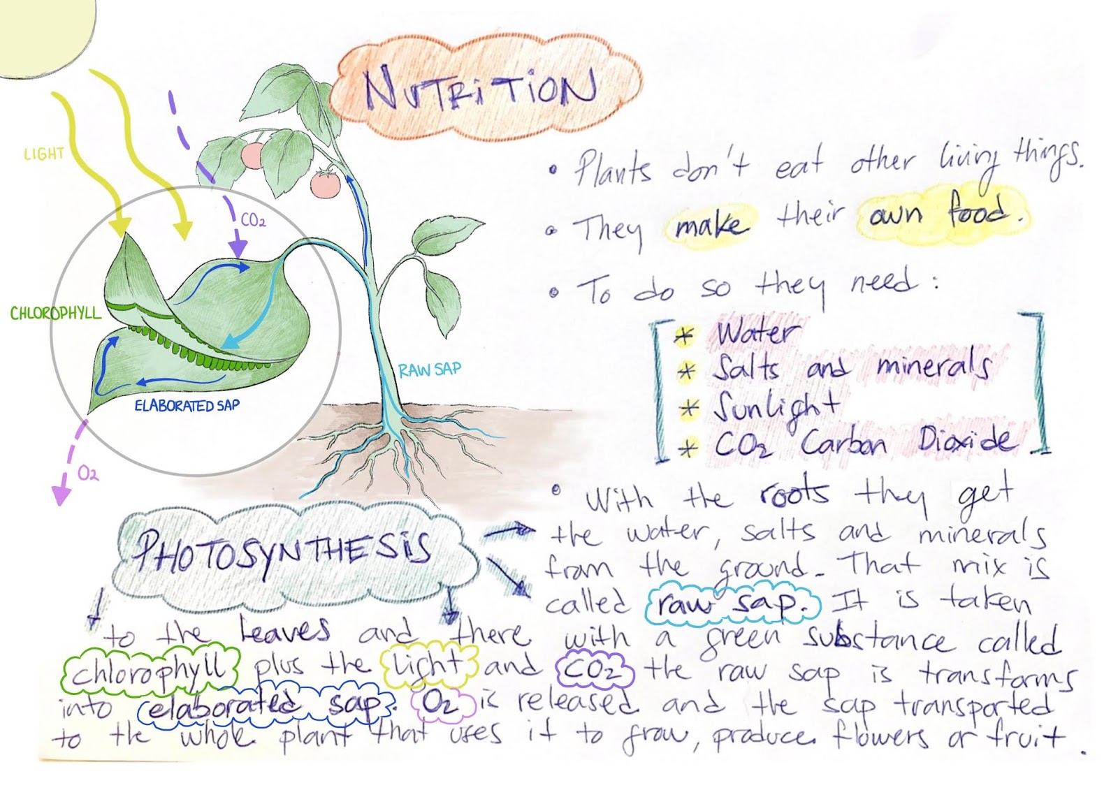 MY CLASS AND MORE: NATURAL SCIENCE -PLANTS-