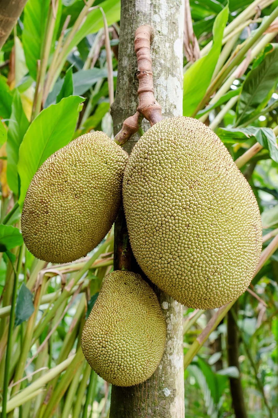 Jackfruit - big fruit
