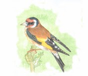 Escola de naturalistes: Les plomes dels ocells...