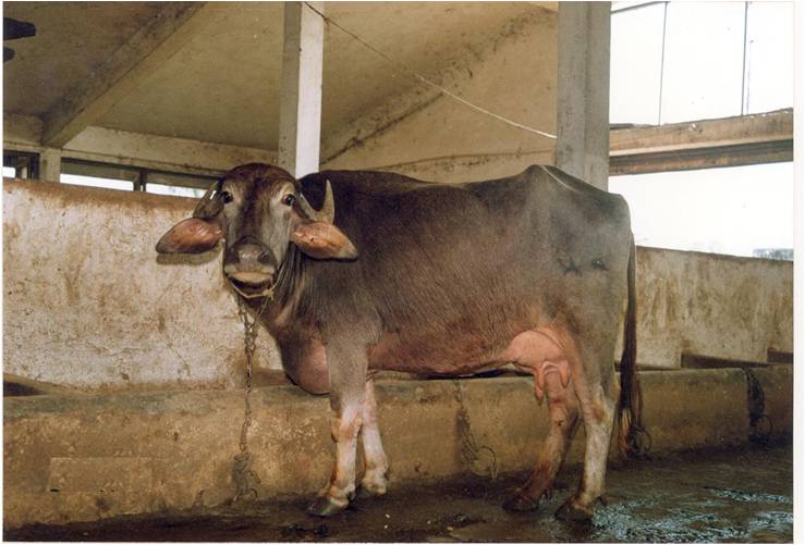 All Detail About Surti Buffalo ~ Morden Dairy Farming