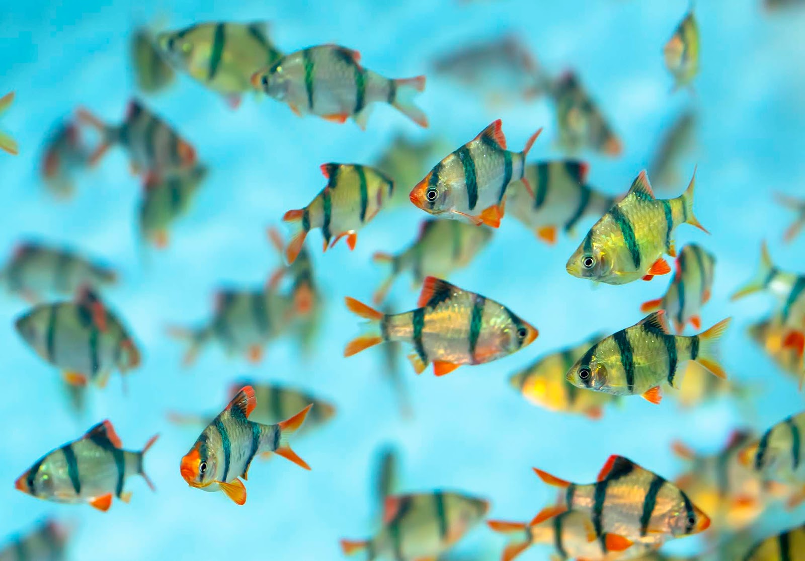 Tiger Barb Fish - fish-hobbyist