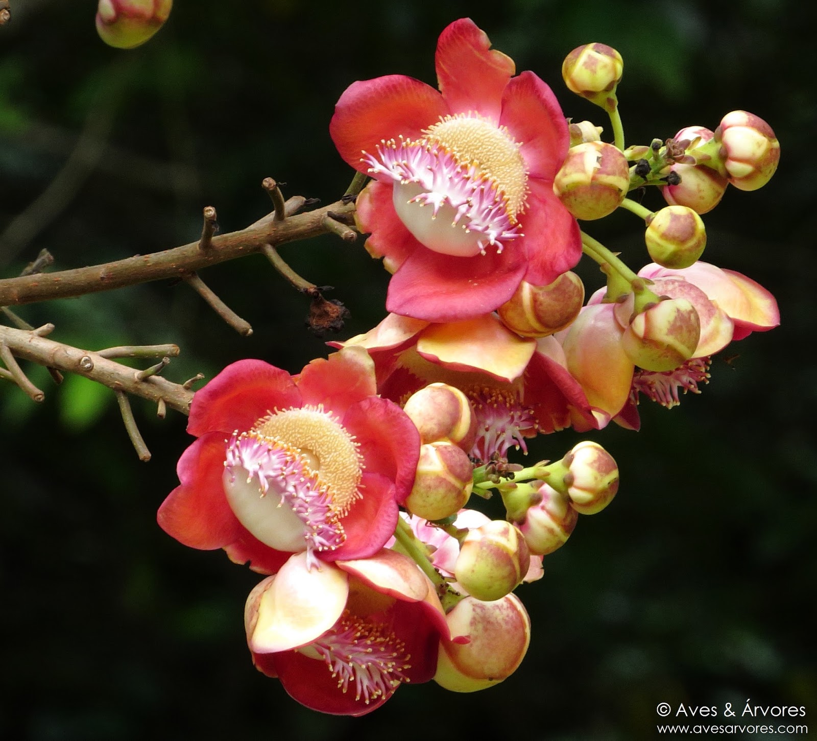 Aves e Árvores: Floração do Abricó-de-macaco