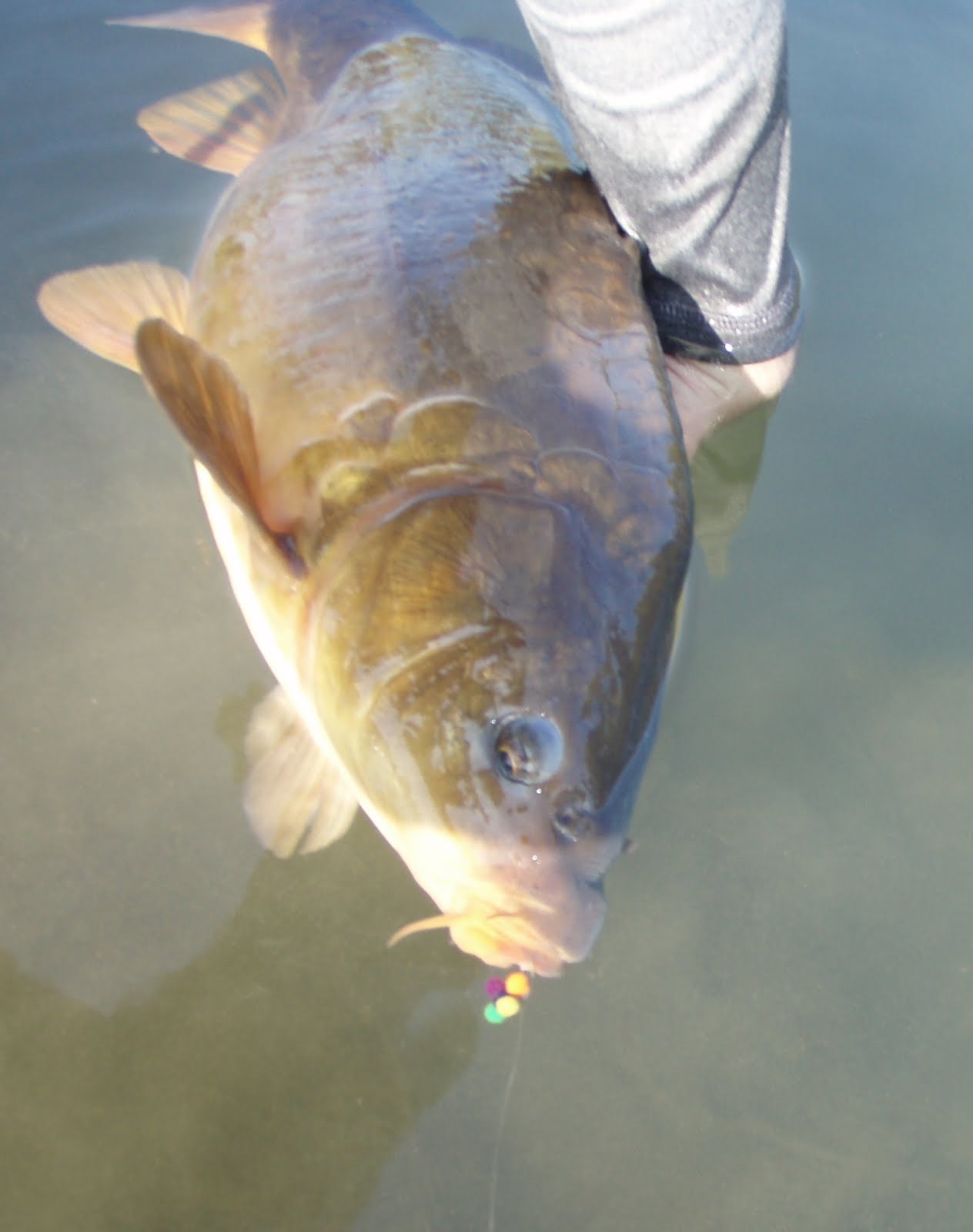 This River is Wild: Carp Flies 2