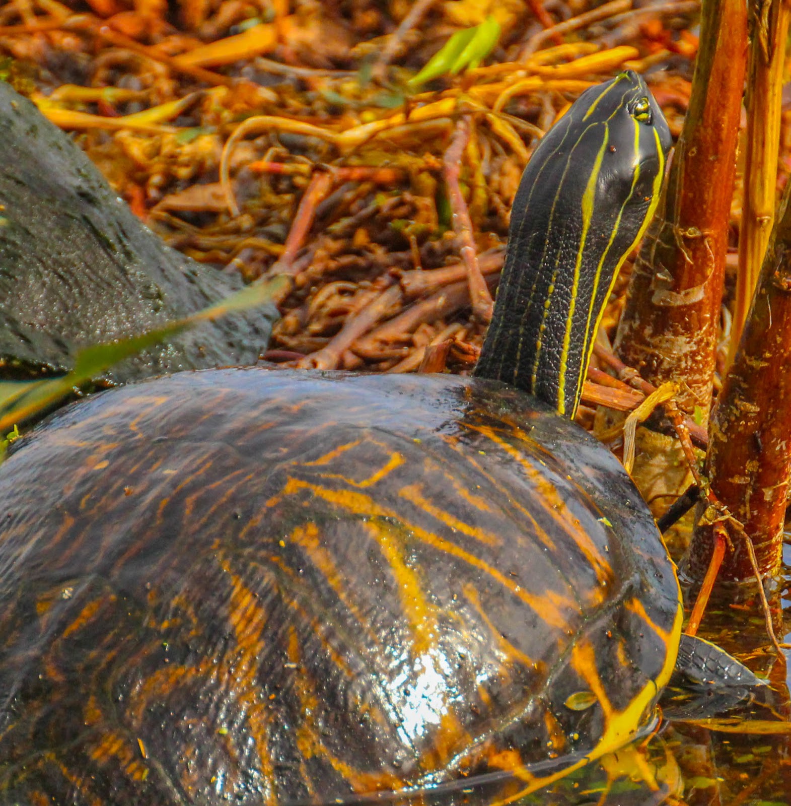 Cannundrums: Peninsula Cooter