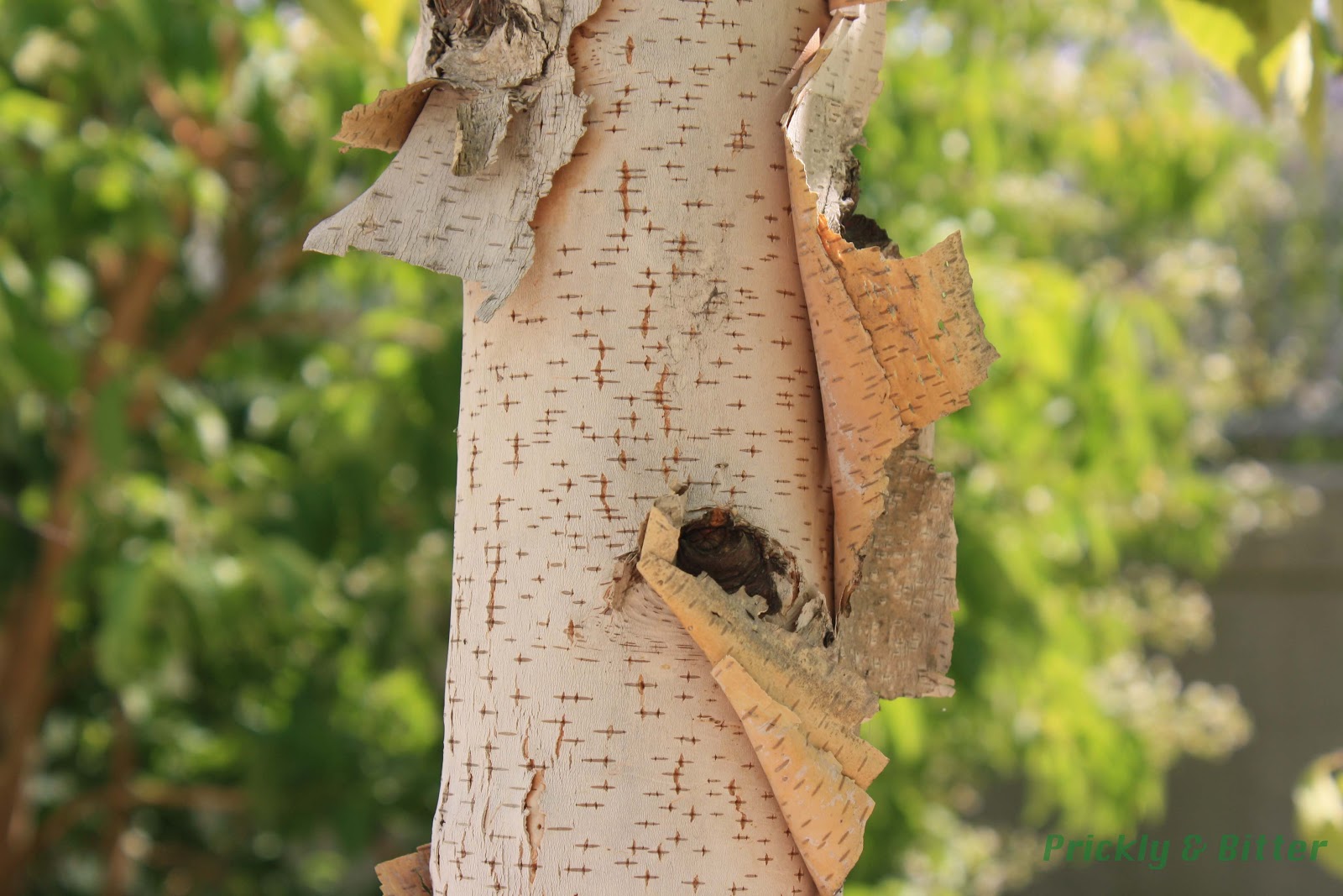 Prickly and Bitter: Birch bark canoes in tree form