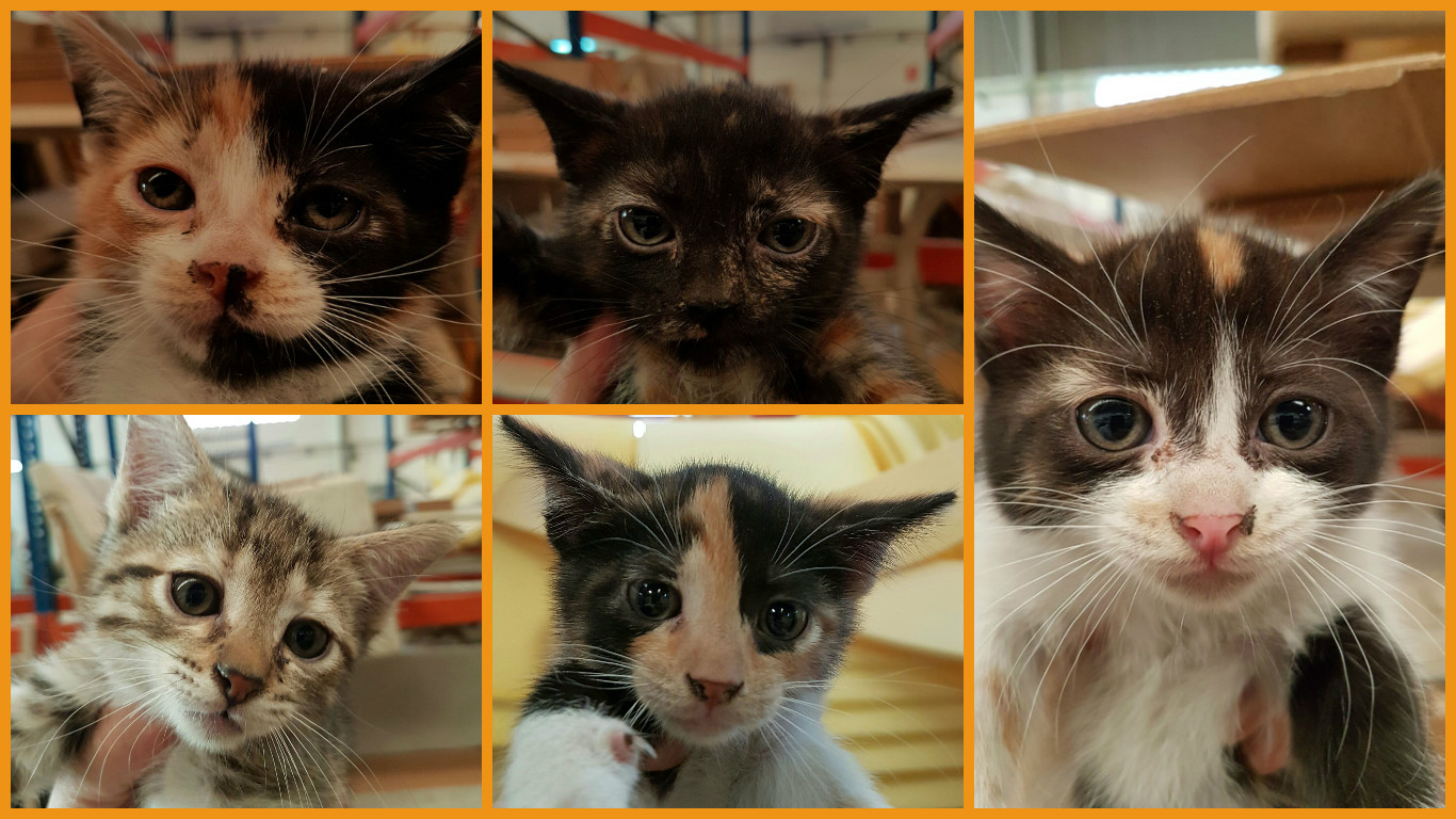 Particulares FELCAN: Camada de 5 gatitos busca hogar