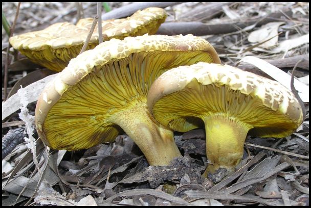 Australian Fungi - A Blog: #51 Phylloporus rhodoxanthus
