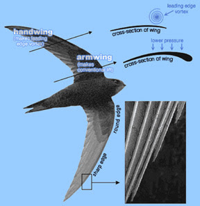 Ornithology Chapter :2 AVIAN BEHAVIOR, FORM AND FUNCTION: FORAGING AND ...