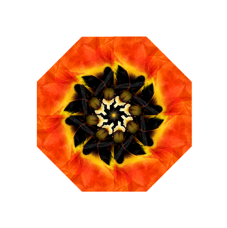 Capadia Designs: All from one tulip photo...