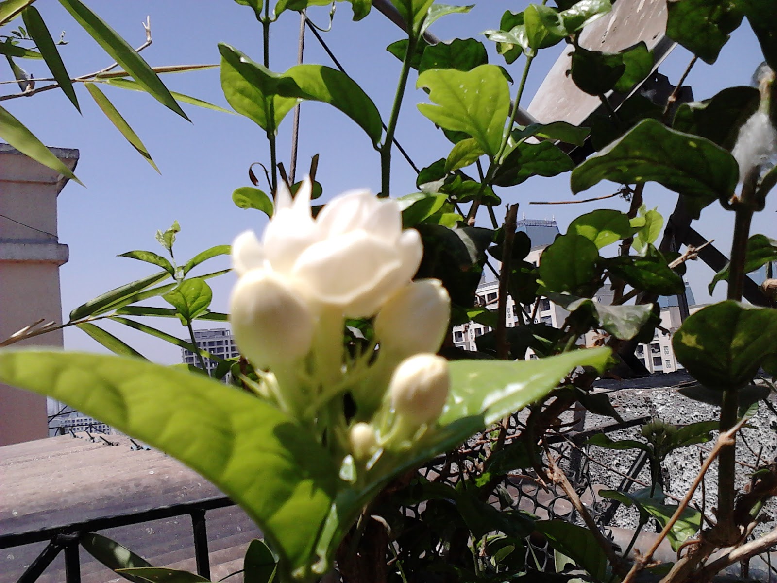 Garden Care Simplified: Mogra Plant Fragrant White Blooms on Plant Care ...