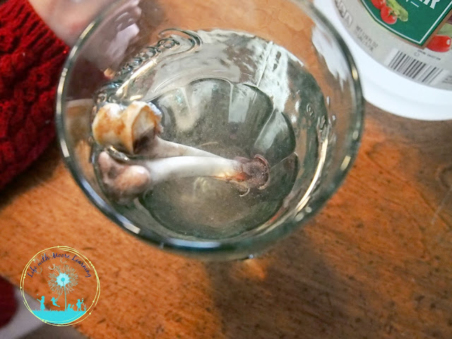 Simple Science Experiment to Learn What Makes Bones Hard - Life with ...