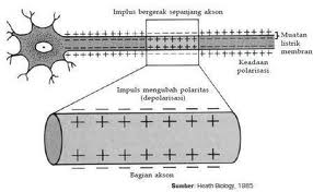 Sun Shine: Sistem Saraf Pada Manusia