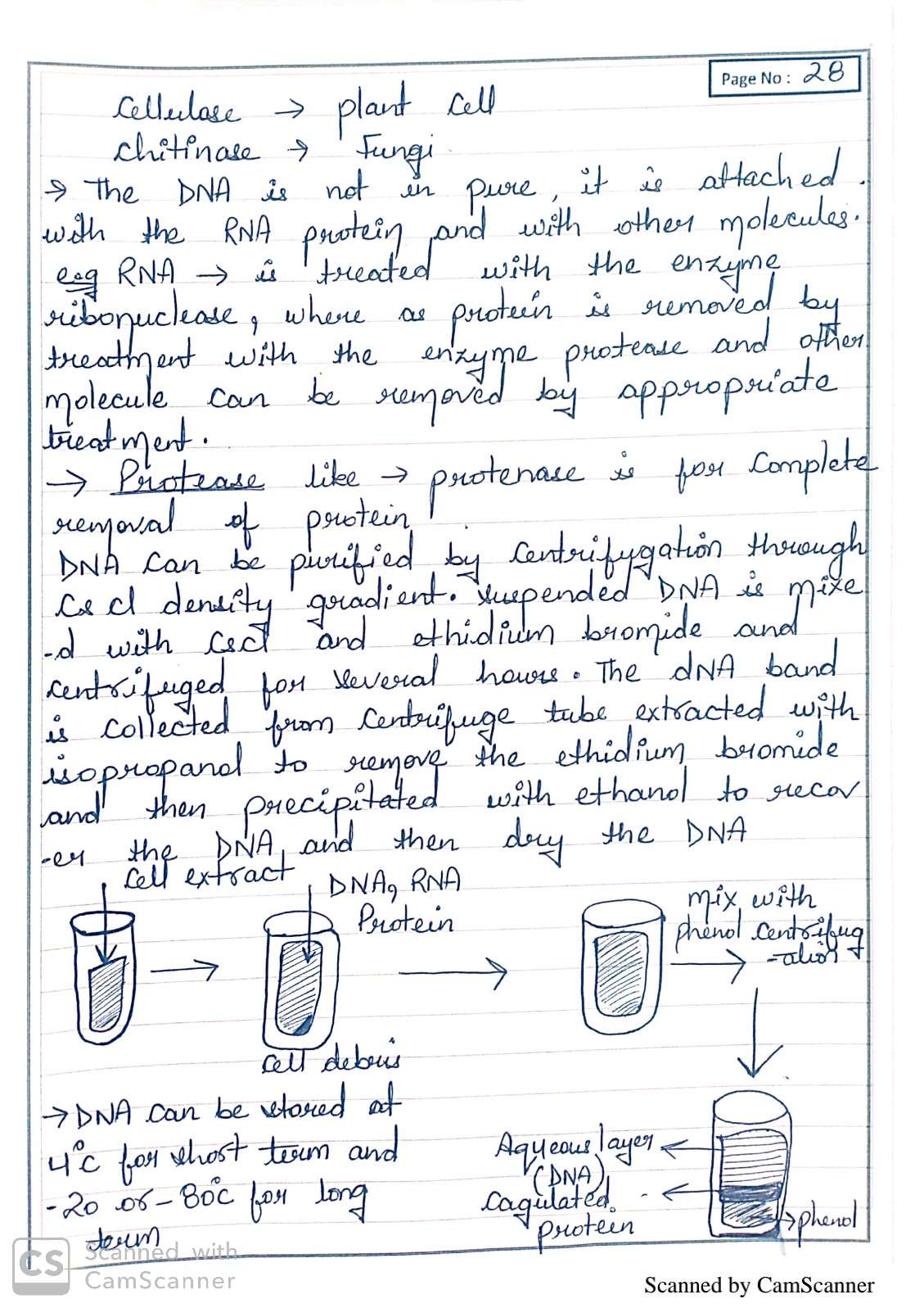 Biotechnology Principles and Process Handwritten Notes for 12th Biology