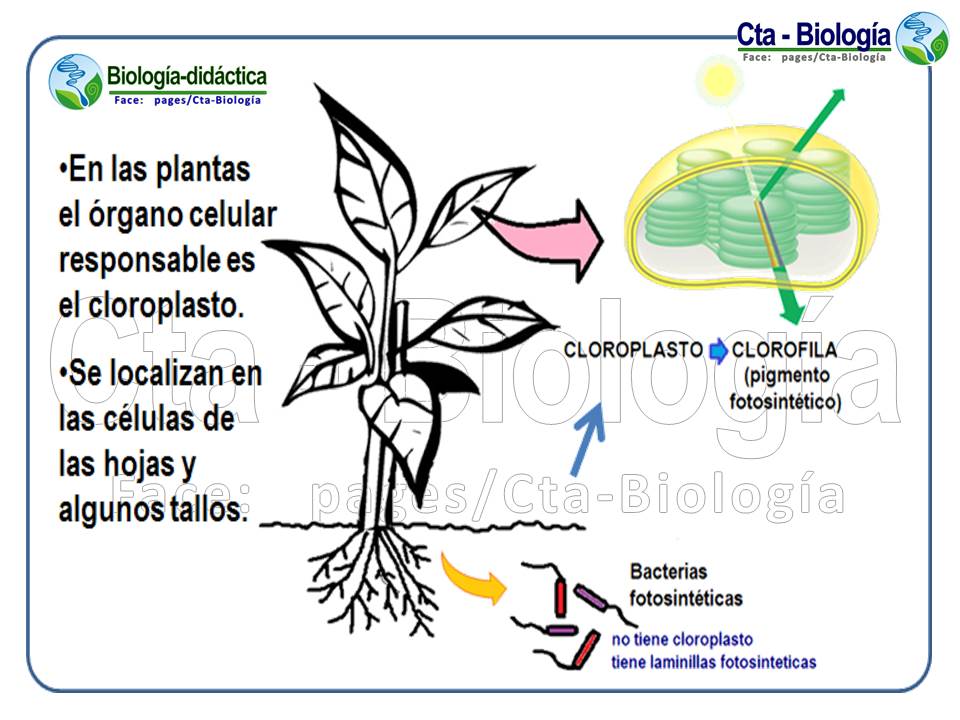 Biología didáctica: agosto 2016