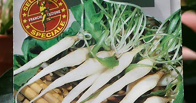 The Proud Garden: Rampion | Rapunzel: is there no one else that ...