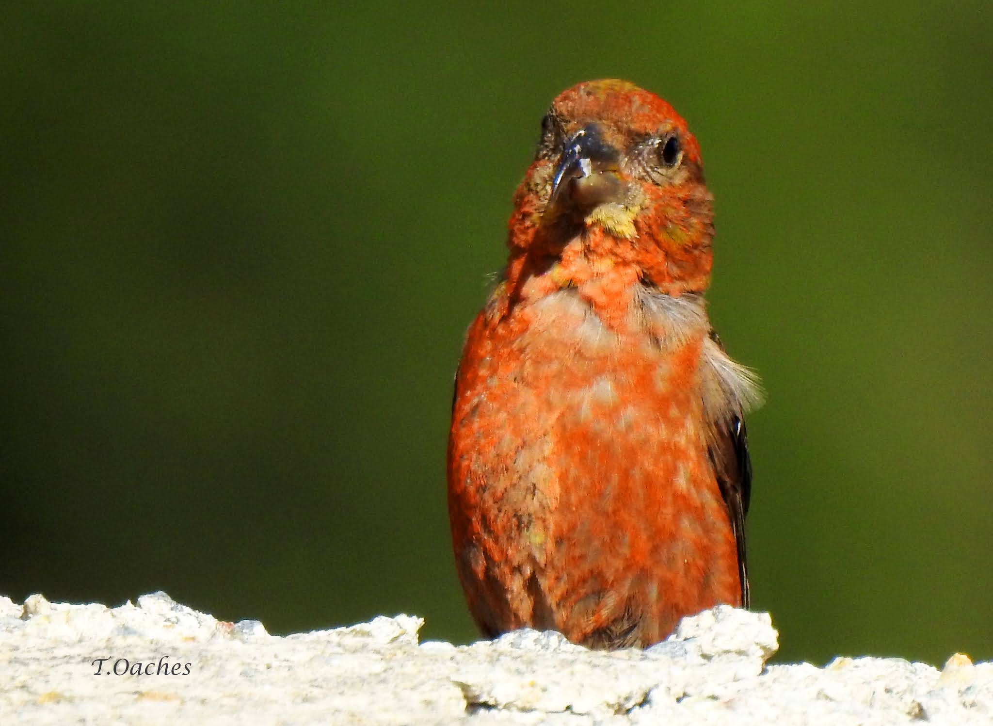 PASARI DIN ROMANIA: FORFECUTA (1), Loxia curvirostra