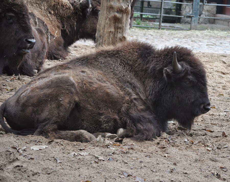 ZOOTOGRAFIANDO (6.100 ANIMALS): BISONTE AMERICANO / AMERICAN BISON ...