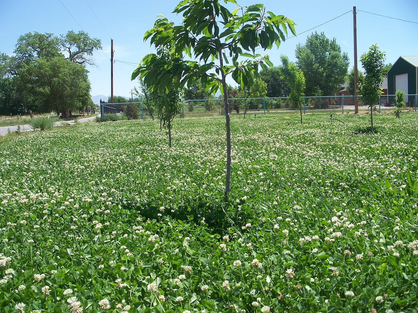 New Zealand White Clover an Orchard Cover Crop