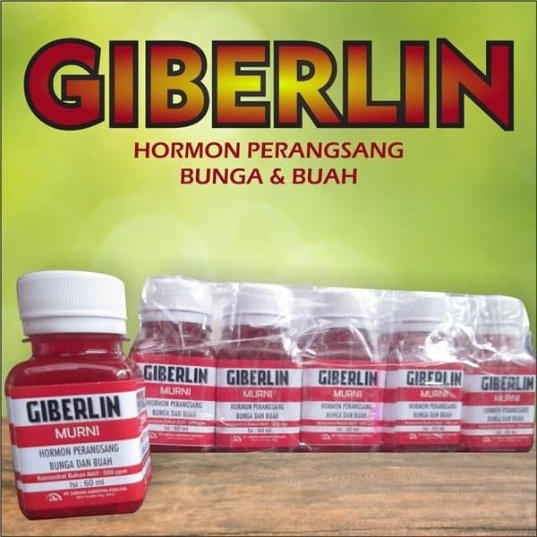 Cara Membuat ZPT Giberelin ~ Agrow Biotani