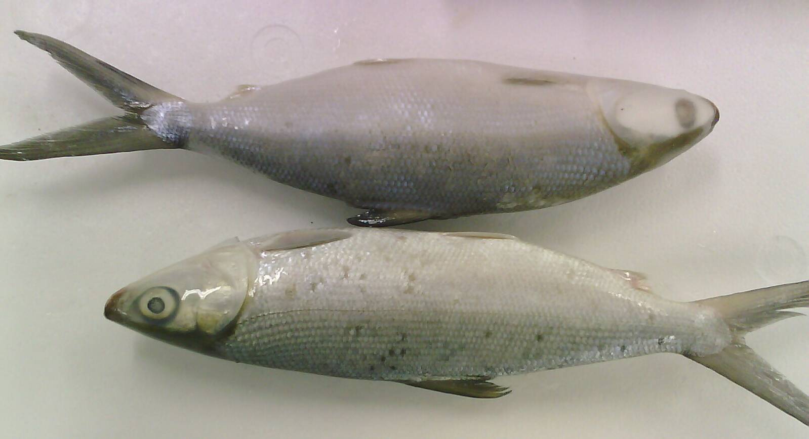 Milk Fish Frozen Preparation and Cooking - Frozen Milkfish, Buy Frozen ...