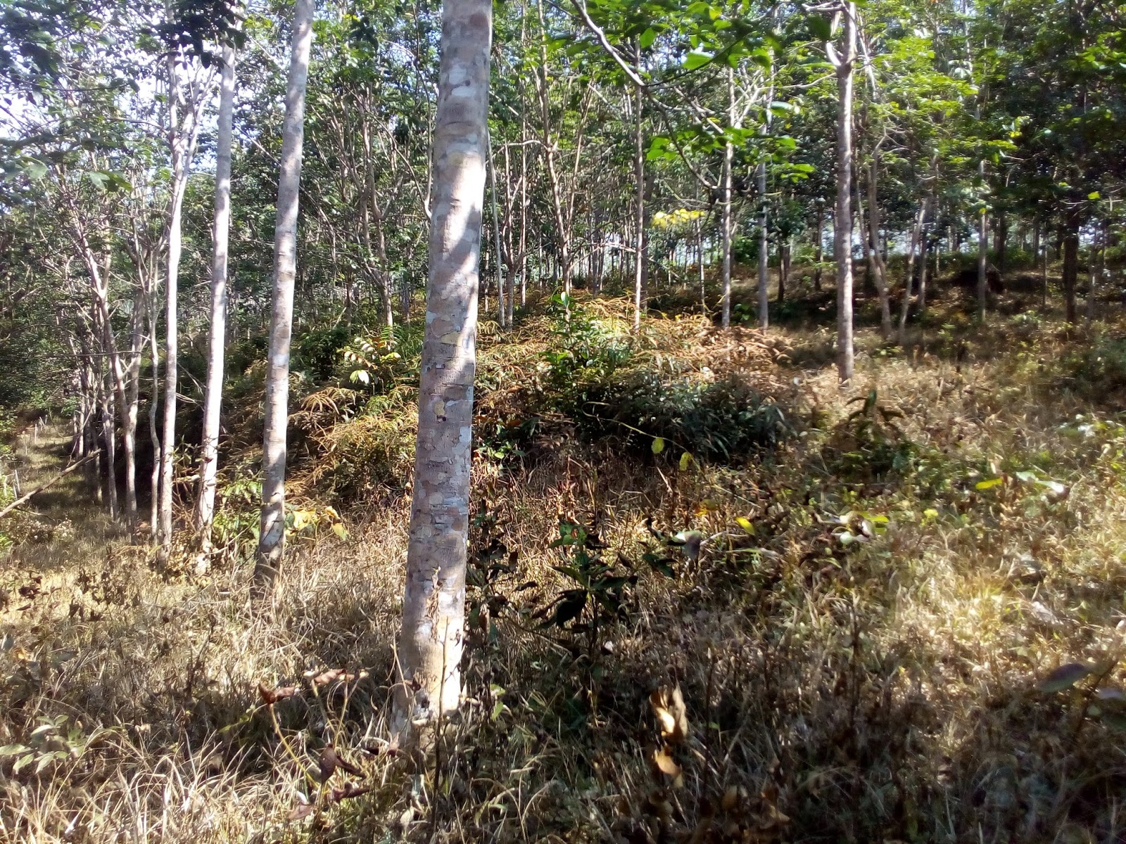 Cerita dari Lipis: Projek Tanam Getah