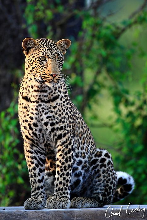 .: 9th February – One Brave Leopard!