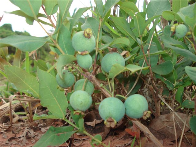 Pró - Vida Saudável: Guavira poderosa fruta do Cerrado