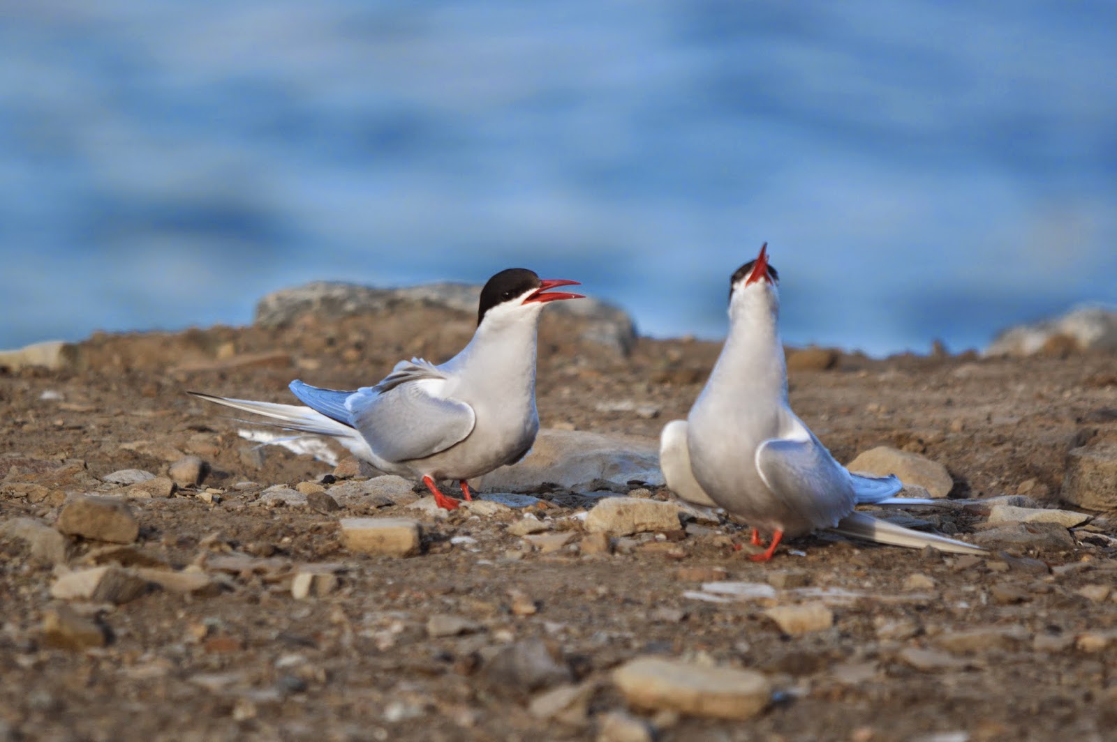SVALBARD ARTIC FOX: STERNA ARTICA STERNA PARADISEA