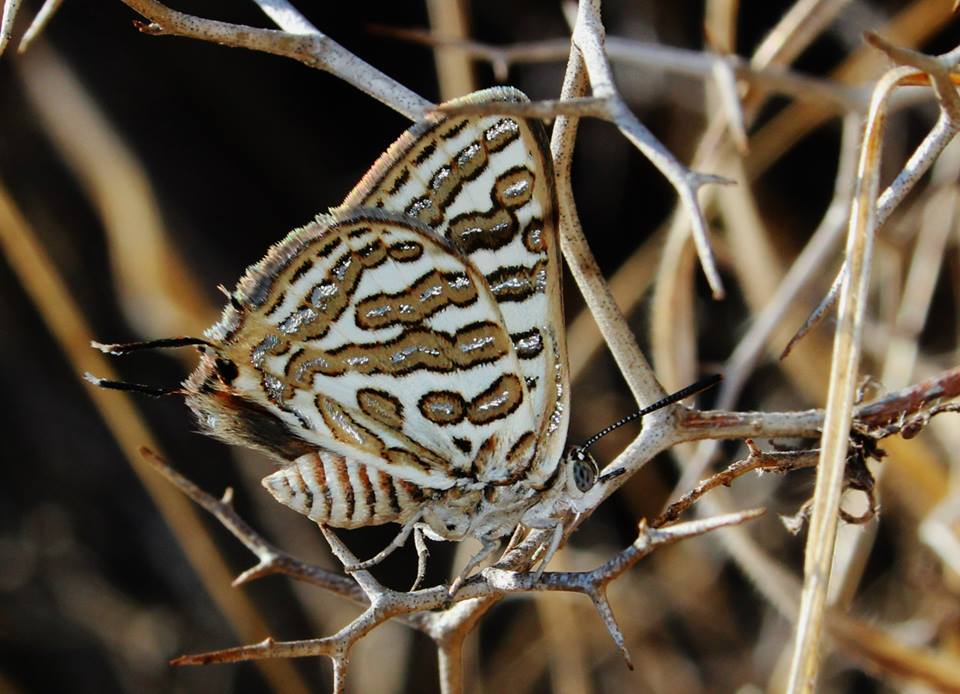 Biodiversity of Cyprus by NGO Protection of the Natural Heritage and ...