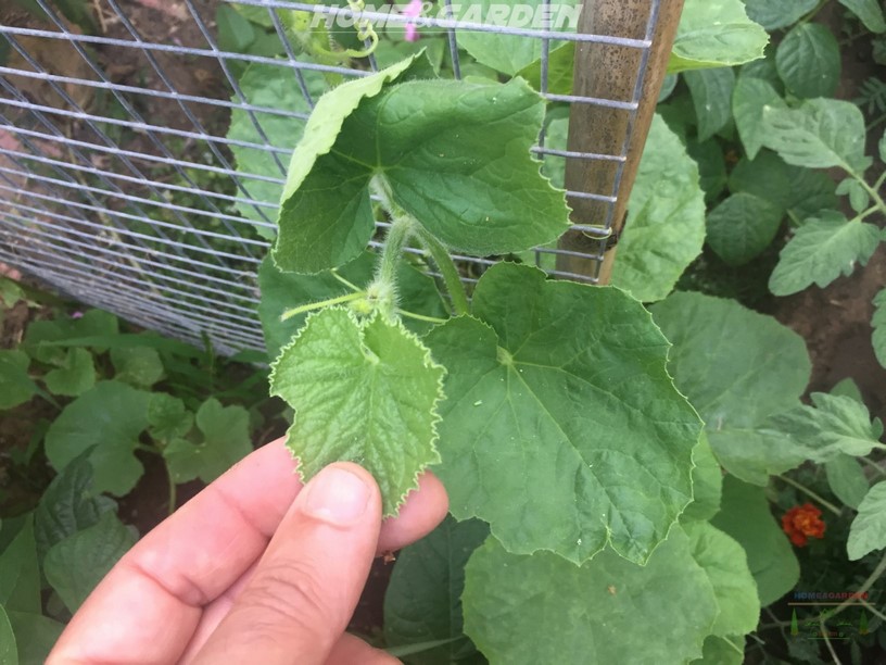 How to Grow Organic Cucumbers in containers