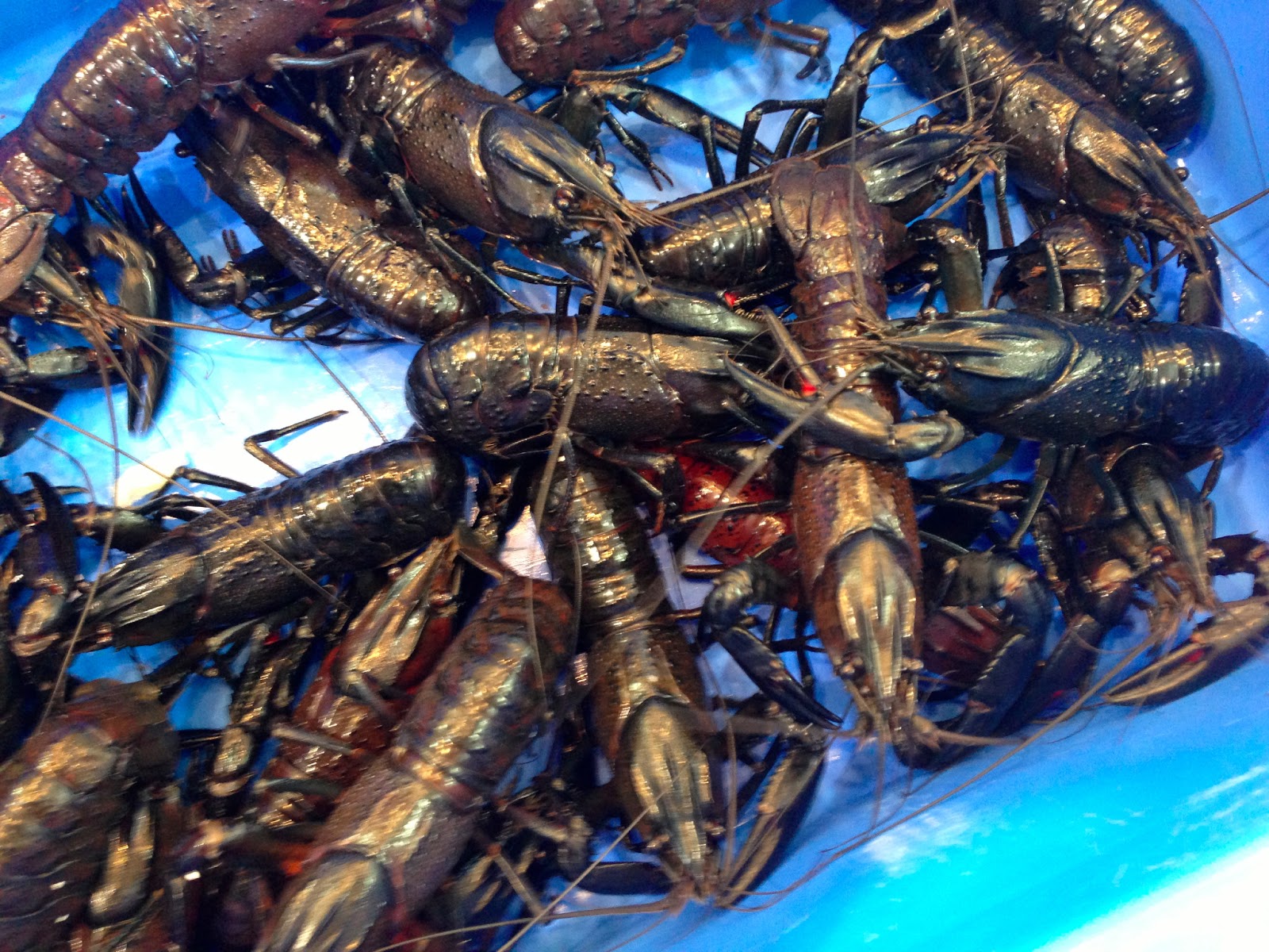 Kona Space: Crustaceans