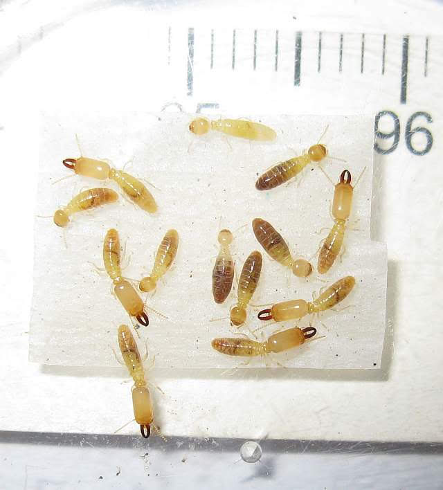 Photos and Info on Ants and Termites of Malaysia: Microcerotermes sp